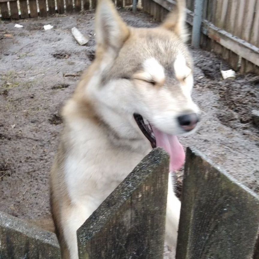 Помесь хаски и лайки