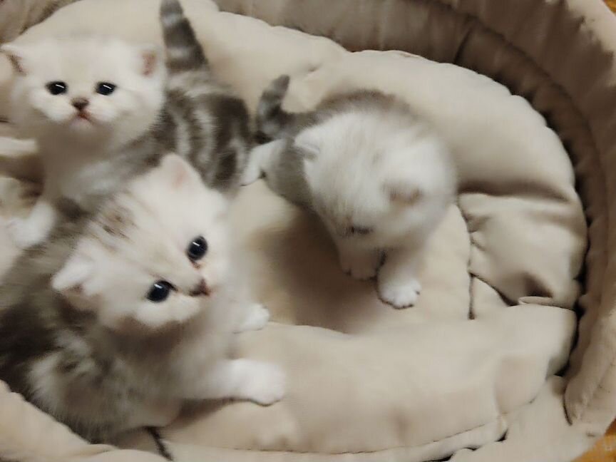 Шотландские котята