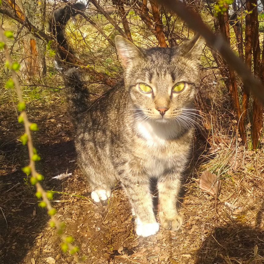 Котёнок в добрые руки