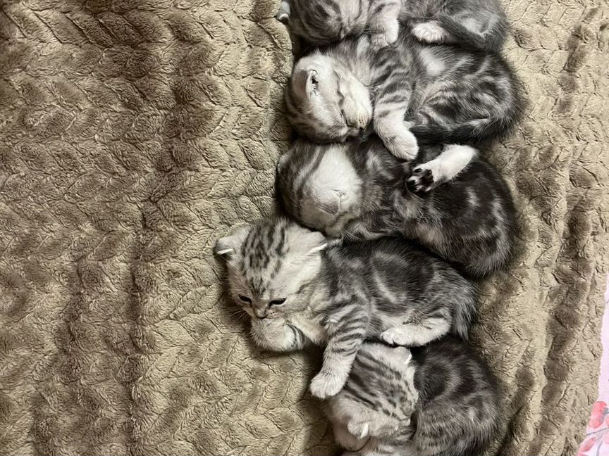 Котята