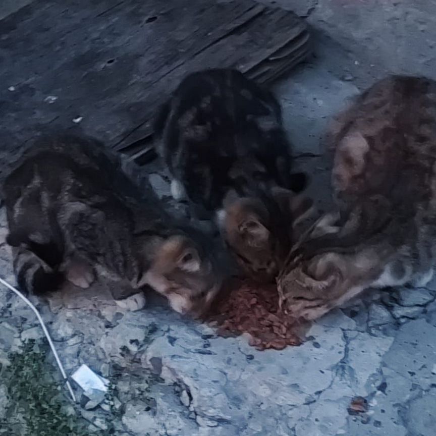Котята в добрые руки бесплатно маленькие