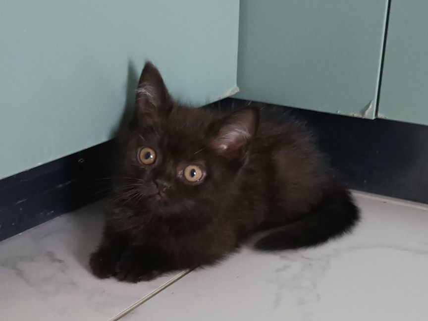 Шоколадный британец