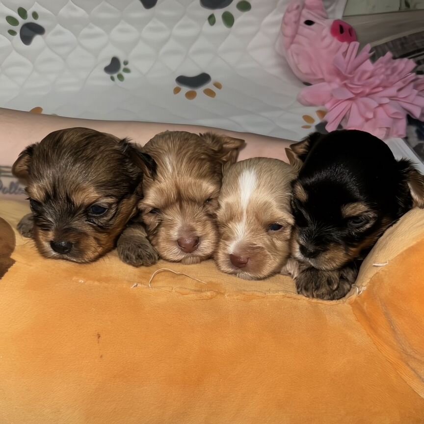 Биро-йоркширский терьер, щенок