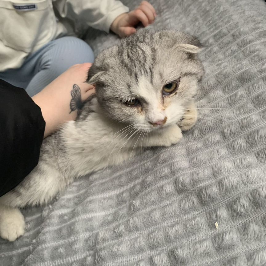 Котенок в добрые руки, вислоухая