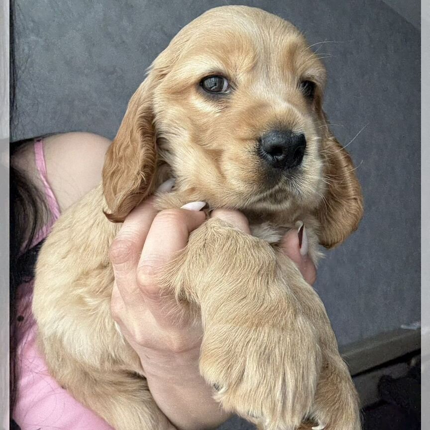 Английский кокер-спаниель, щенок