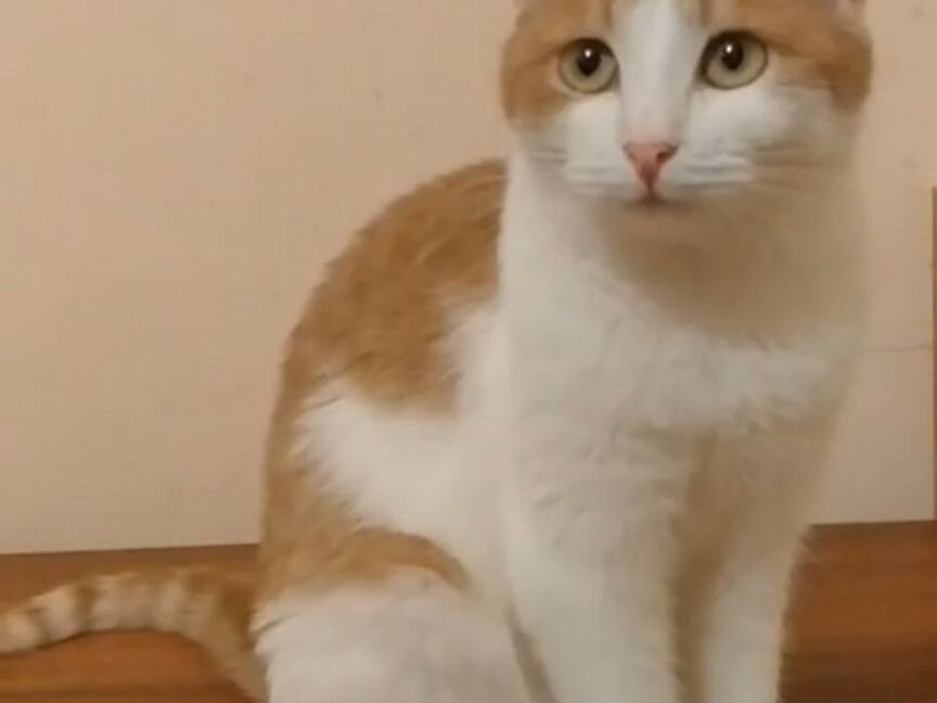 Солнечная кошечка на счастье в дом