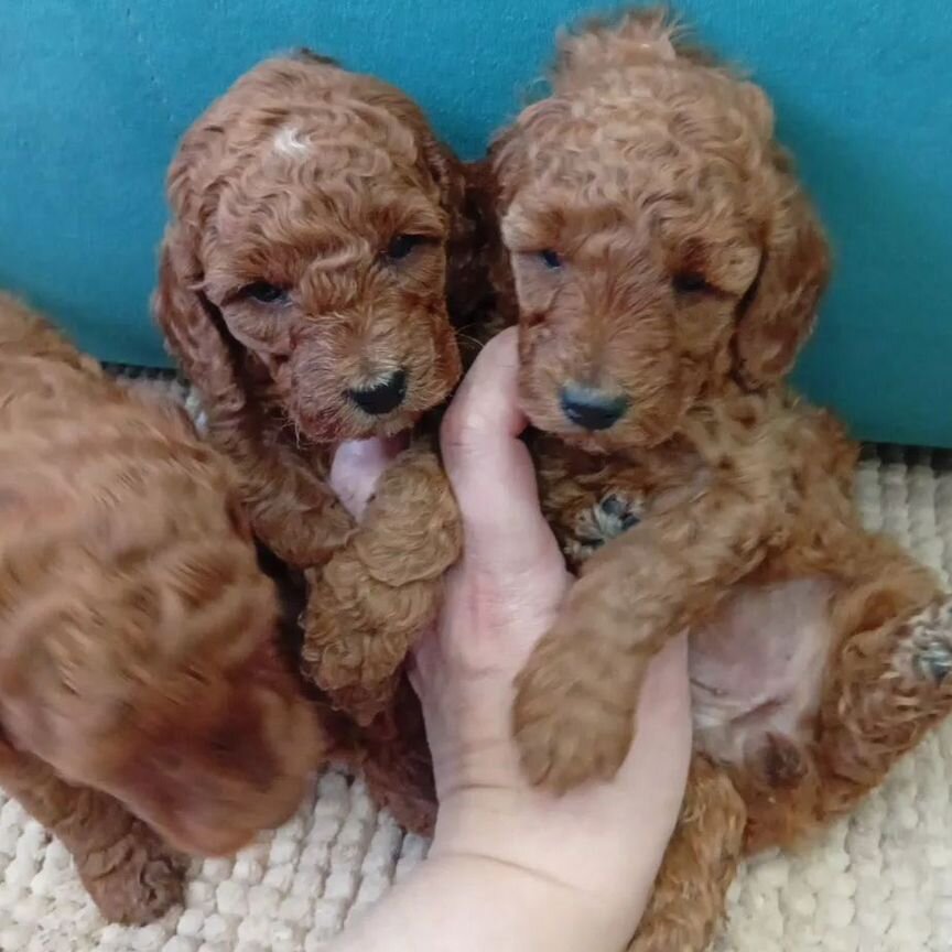 Пудель, щенок