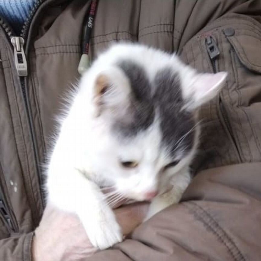 Пушок ищет дом