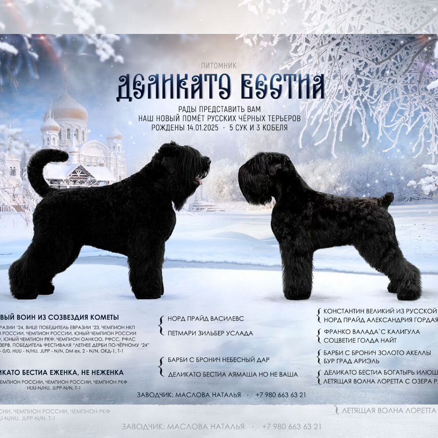 Щенки Русского Черного терьера