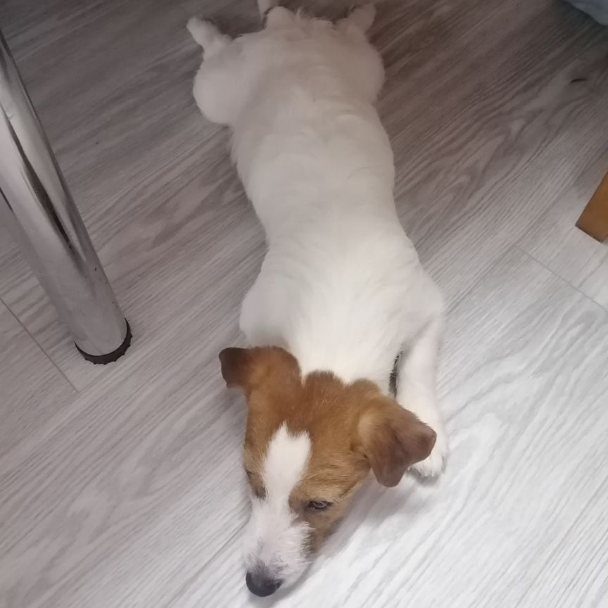 Джек-рассел-терьер, взрослая собака