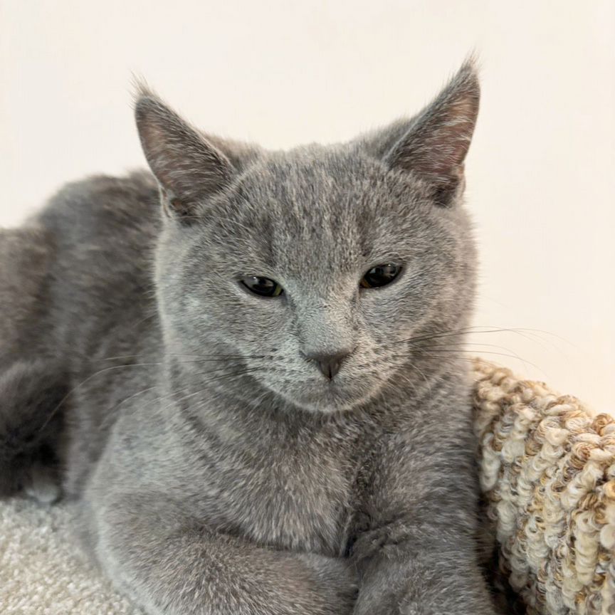 Британец котенок