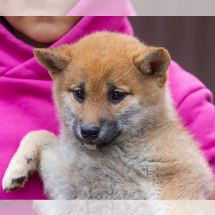 Девочки сиба шиба ину. Документы РКФ