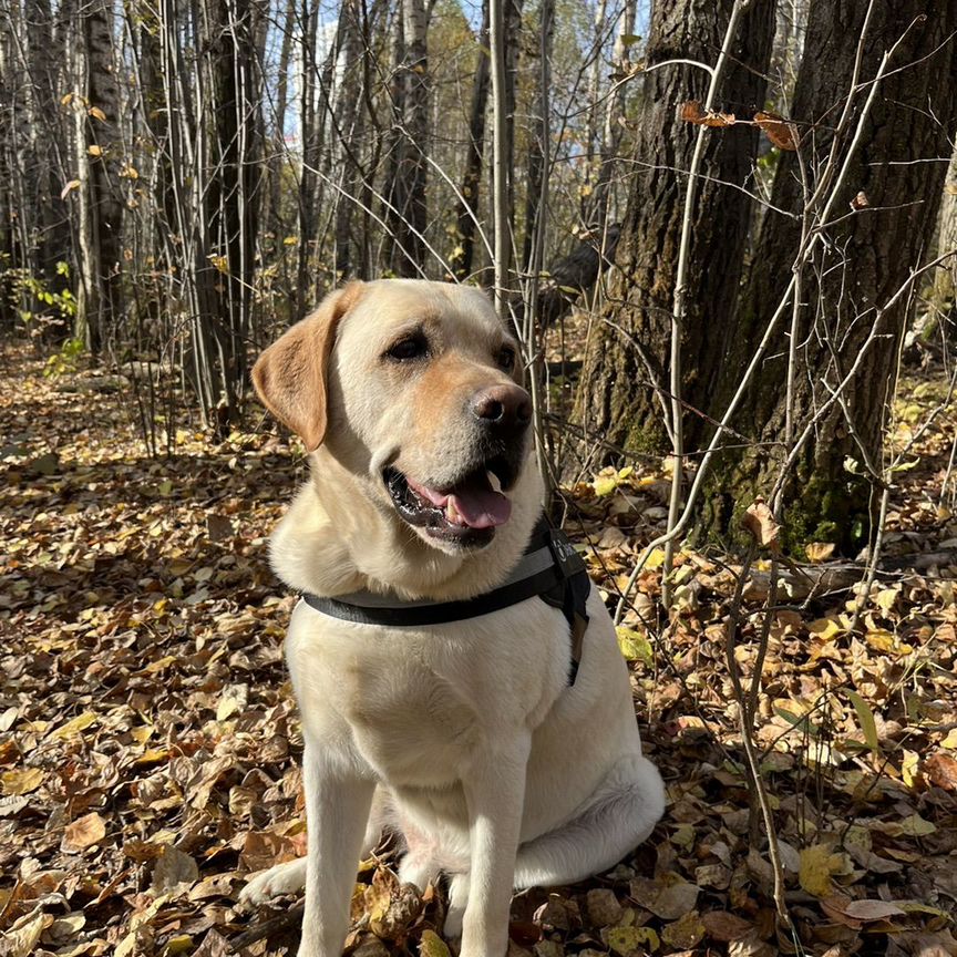 Лабрадор в добрые руки