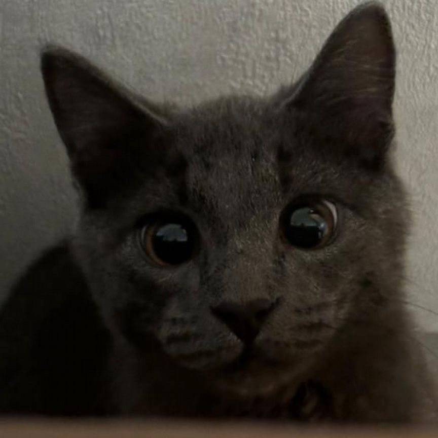 На половину мэнкун