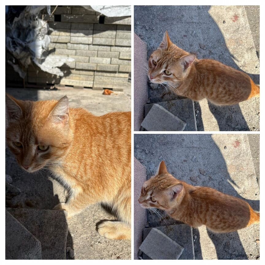 Кот ищет хозяина