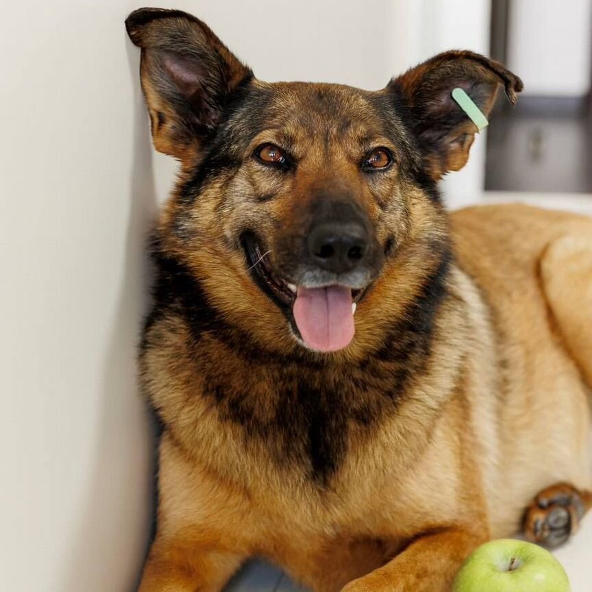 Собака в добрые руки