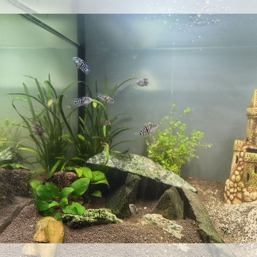 Аквариум с рыбами