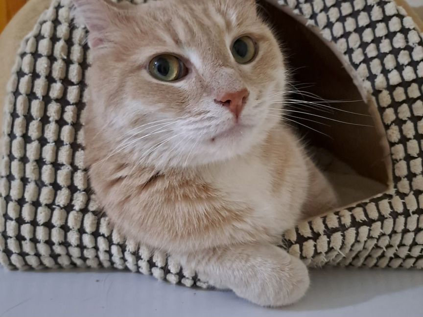 Кот в добрые руки бесплатно