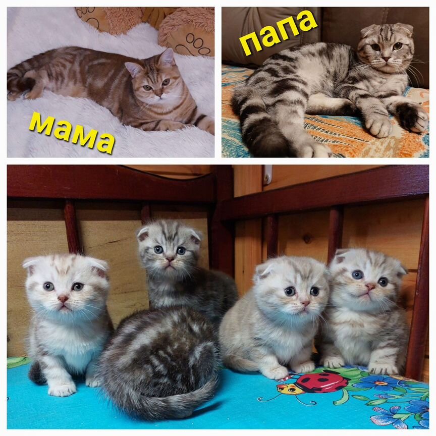 Шотландские котята
