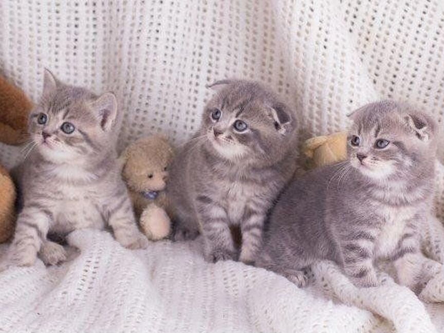 Шотландские котята