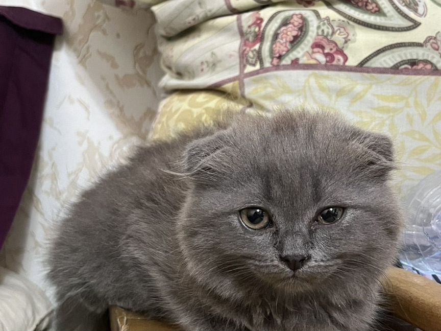 Шотландская вислоухая кошка