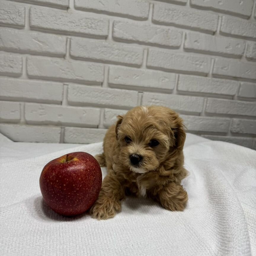 Мальтипу f1 мини