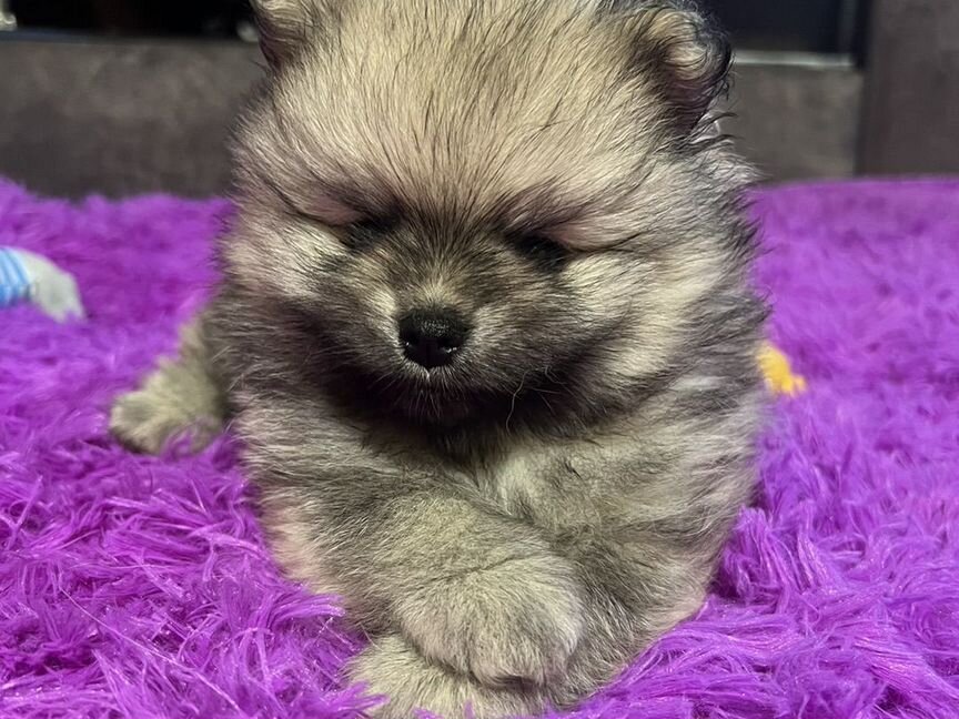 Щенки померанского шпица