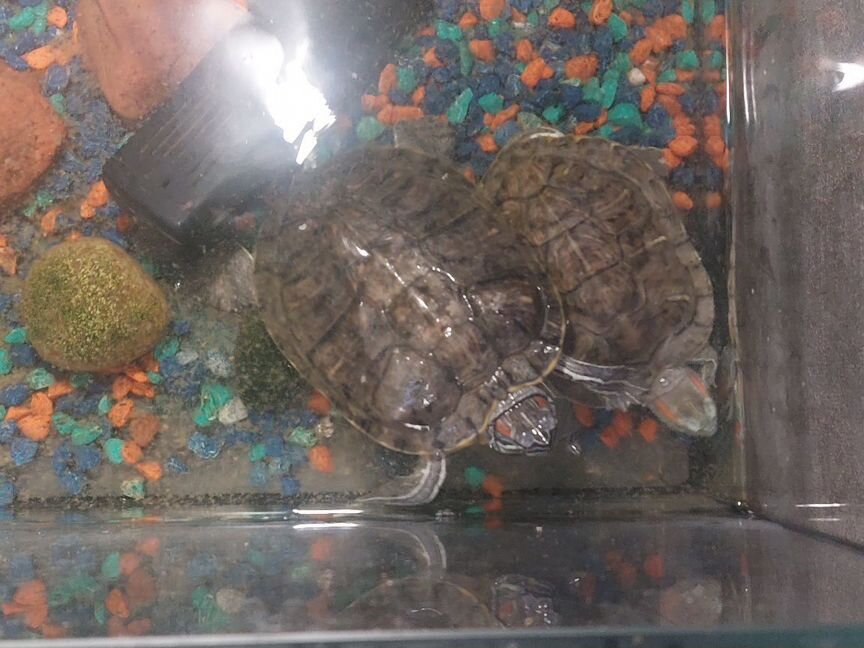 Аквариум счерепахами