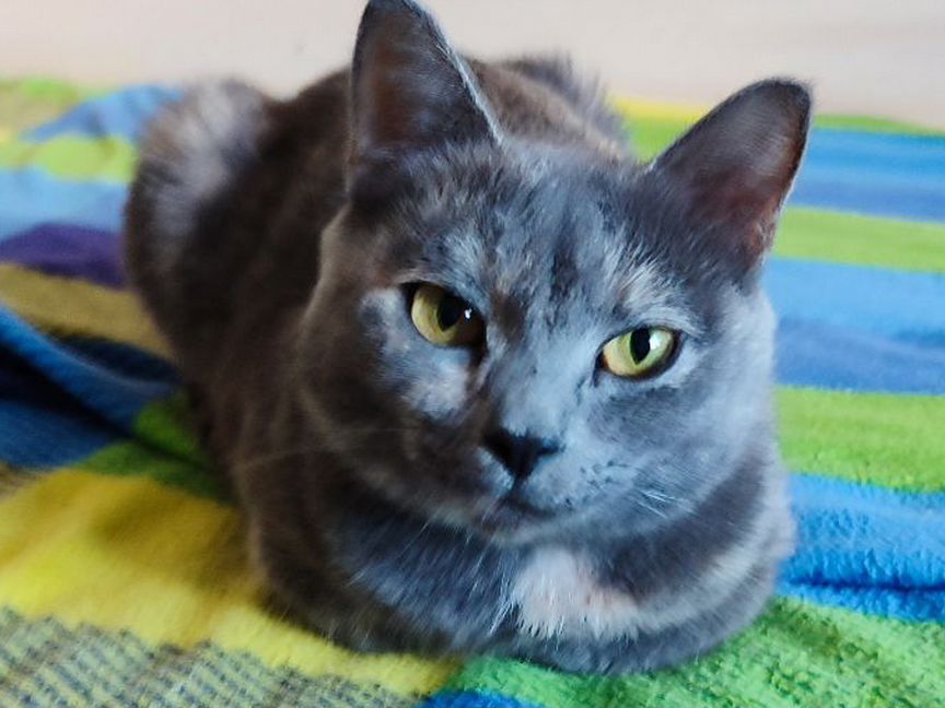 Кошки в добрые руки бесплатно