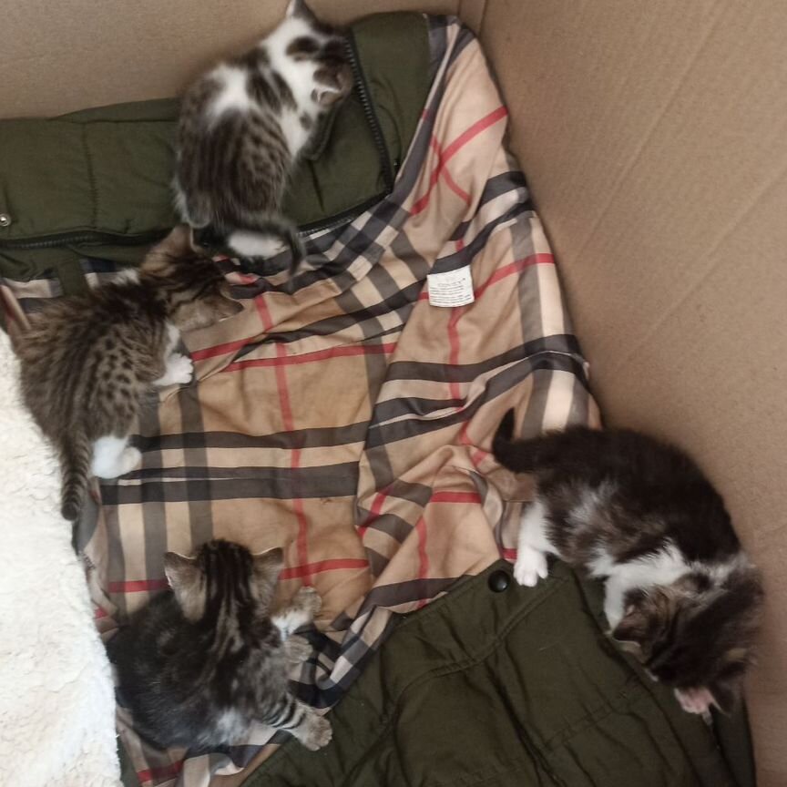 Пристраиваю кошку и котят в добрые руки