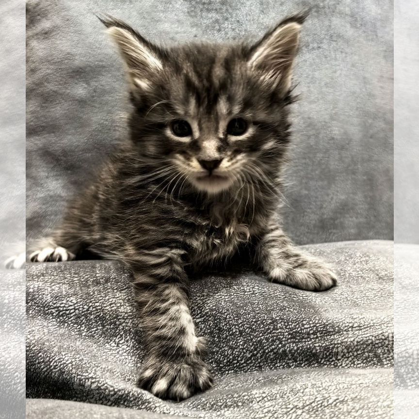 Мейн-кун котёнок