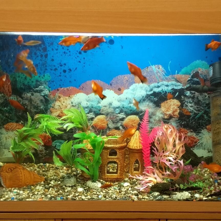 Аквариум
