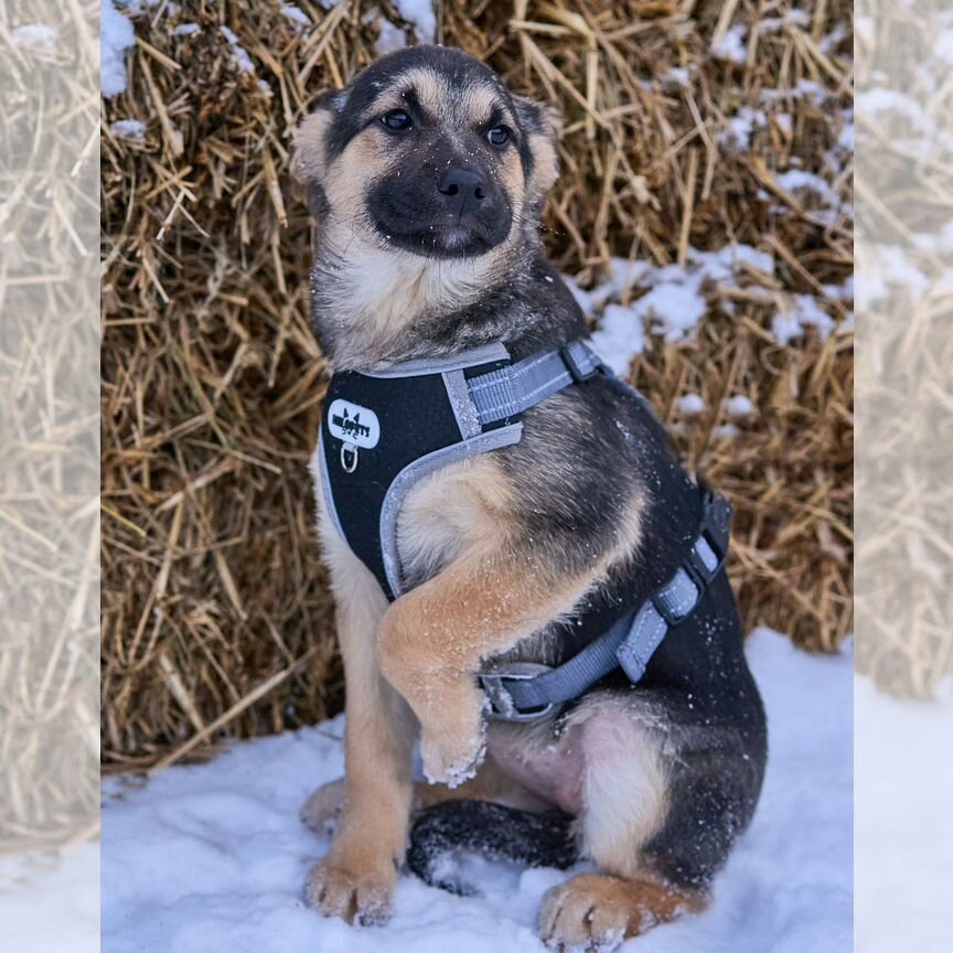 Щенок в добрые руки