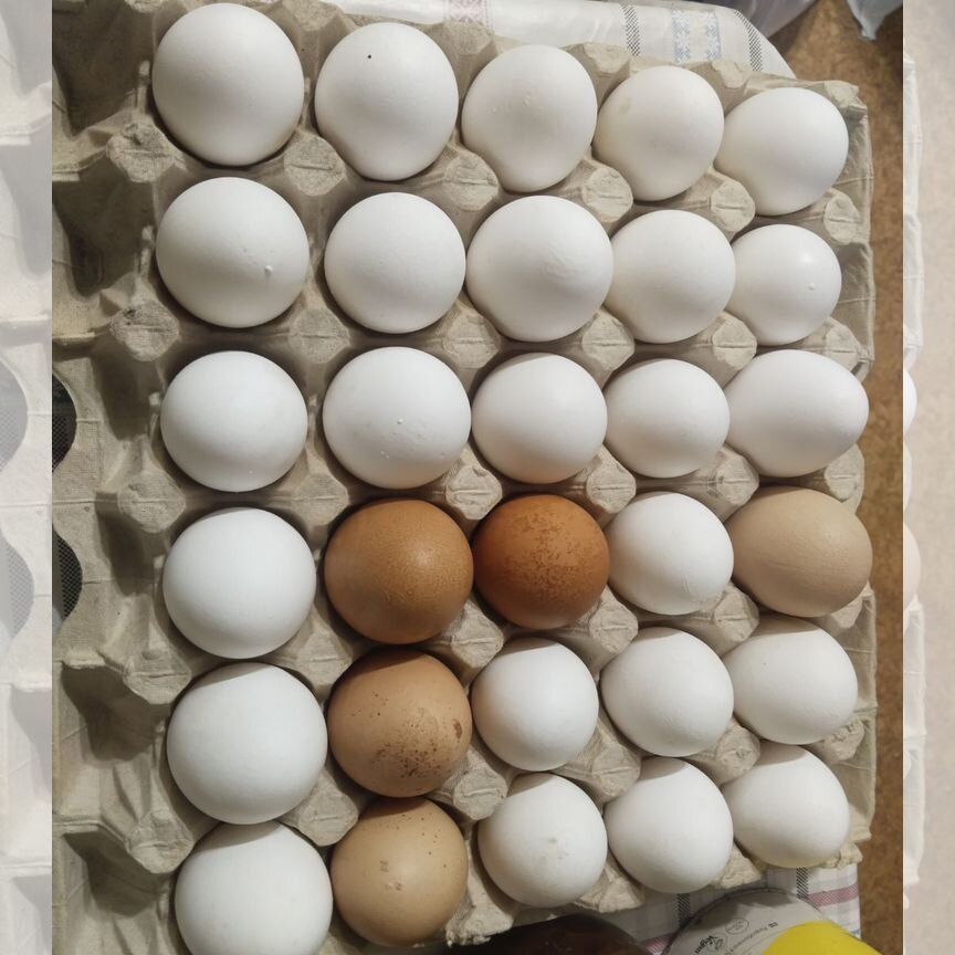 Домашние куриные яйца