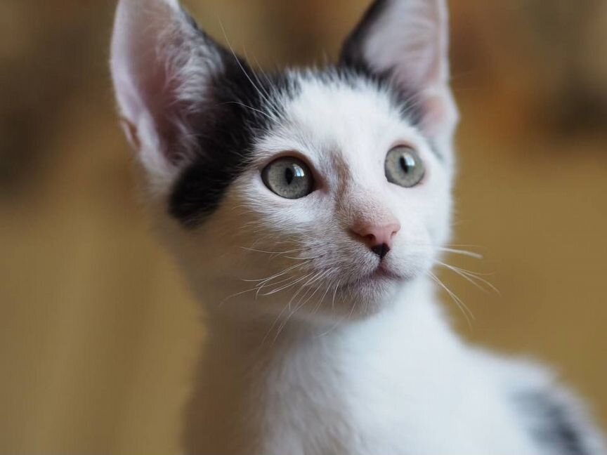 Котята 3 месяца