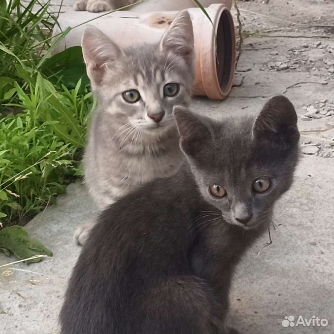 Котята 4шт обычные