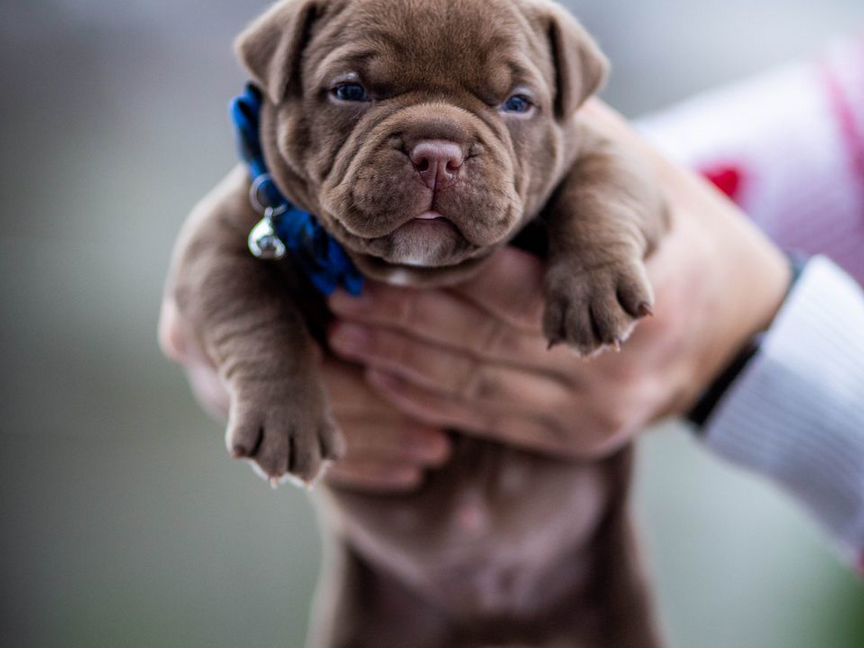 Американский булли - предварительная бронь