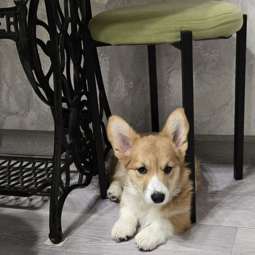 Вельш Корги Пемброк, щенок