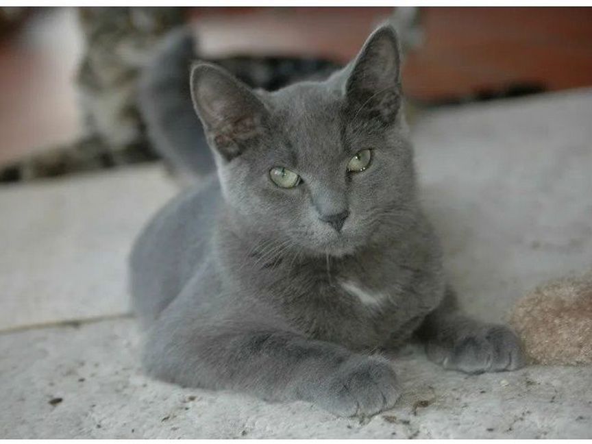 Отдам кота в добрые руки