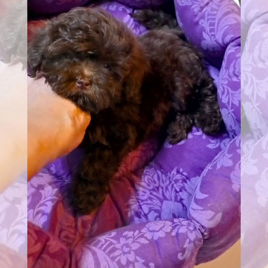 Мальтипу, щенок