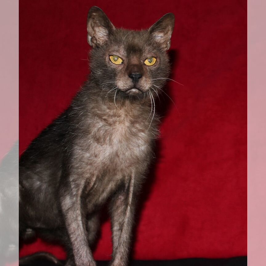 Ликой, ликои. Взрослый кот