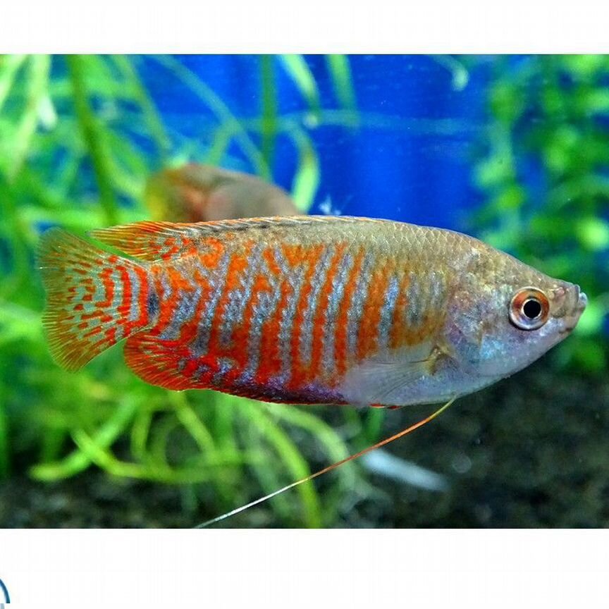 Рыба лялиус самец