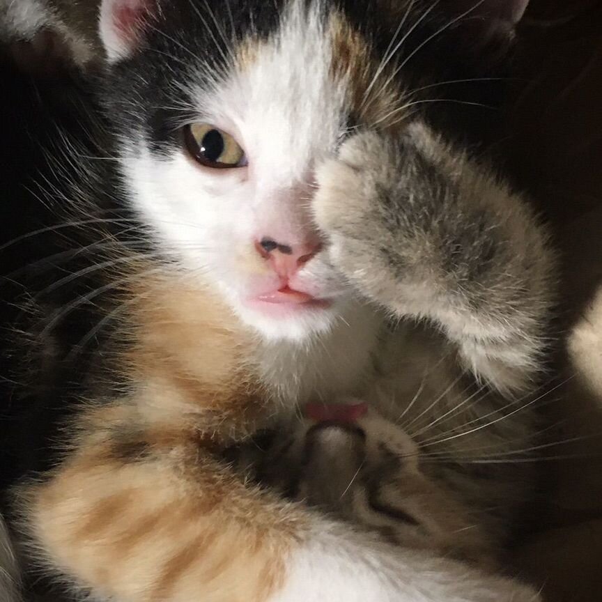Котенок