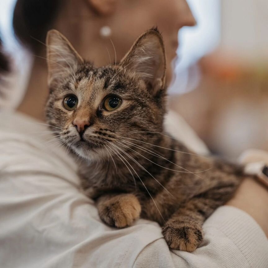 Такой кошки ни у кого нет