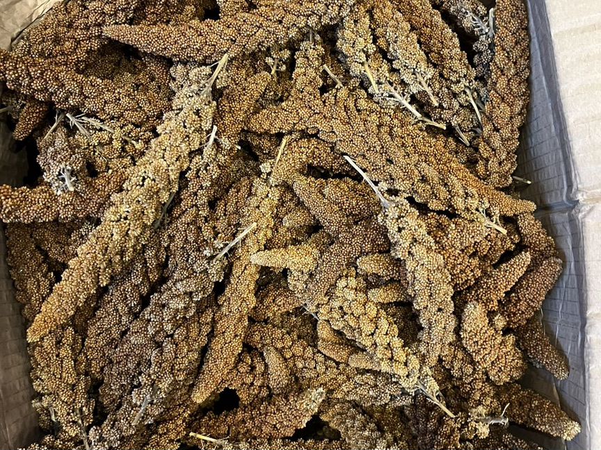 Веточки чумизы