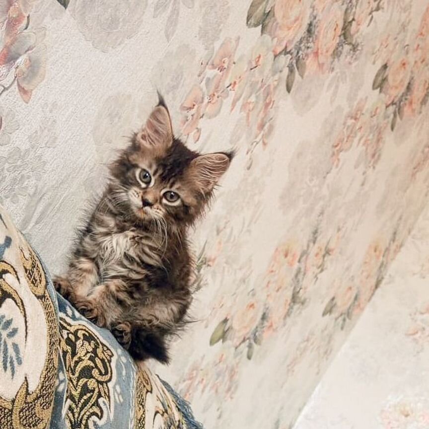 Котята майкун