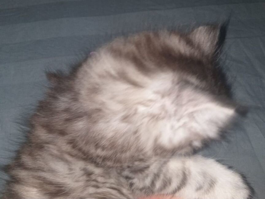 Котёнок