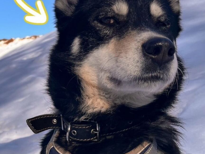 Ириска в добрые руки