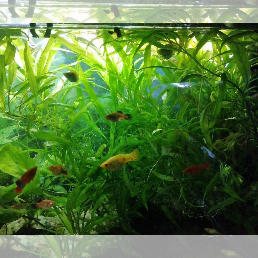 Аквариумные растения