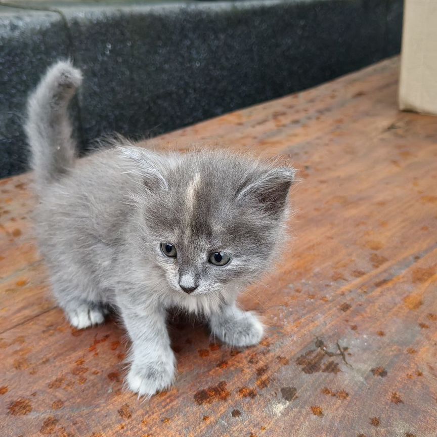 Отдам в добрые руки
